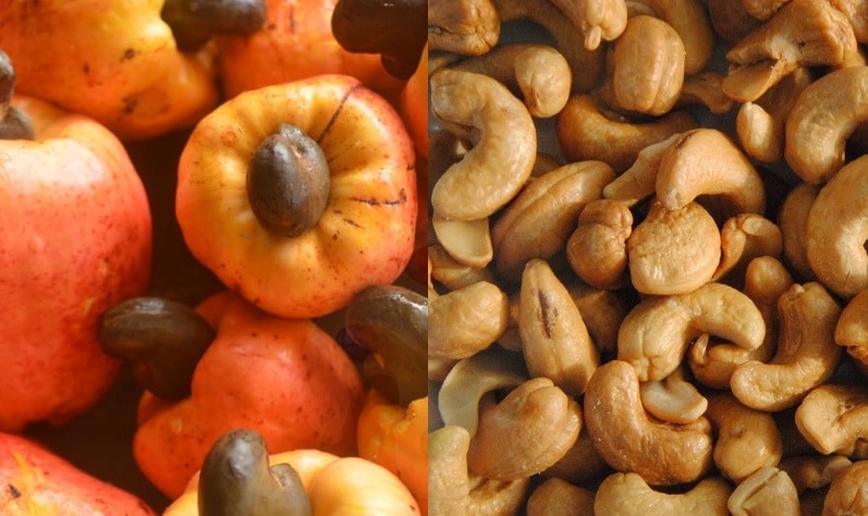 Comment faire pousser un Anacardier (arbre à noix de cajou) - Quartier ...